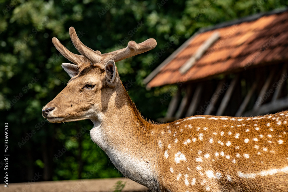 Magnificent european fallow deer buck standing proudly on the forest ...