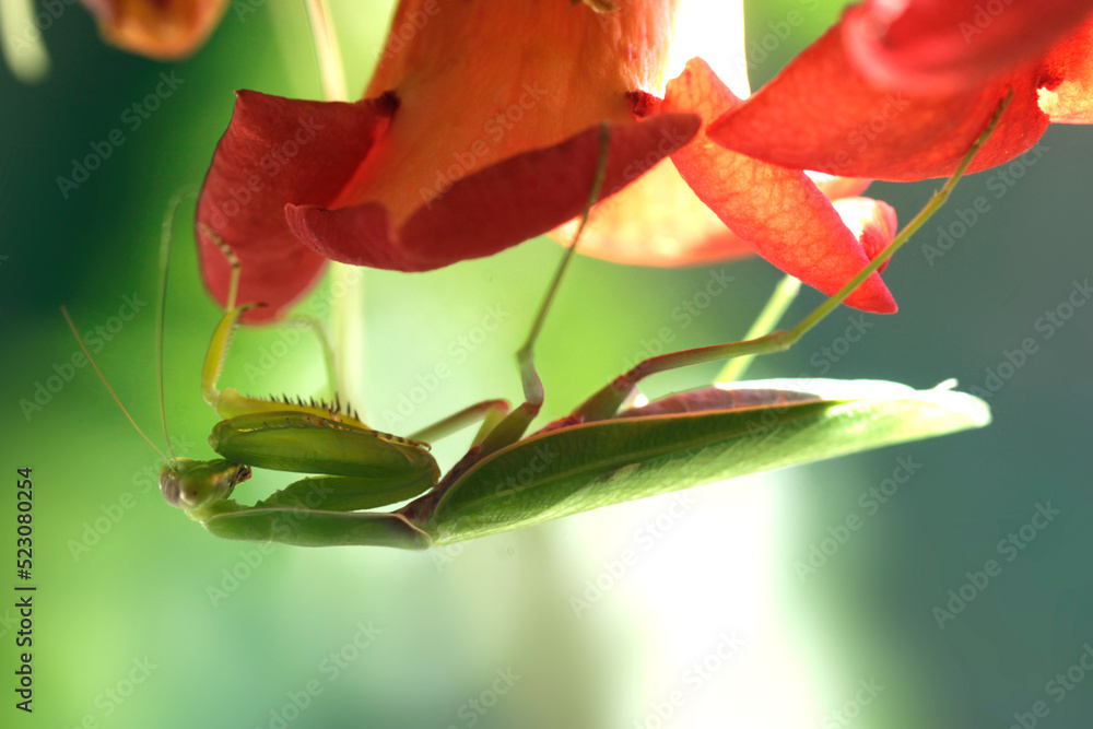 Praying mantis on nature background Stock Photo | Adobe Stock
