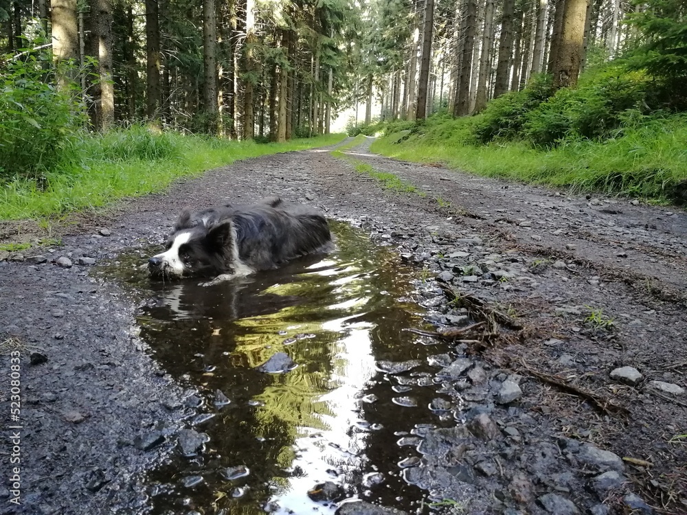 cute dog border collie is taking a muddy bath in puddle pool full of ...