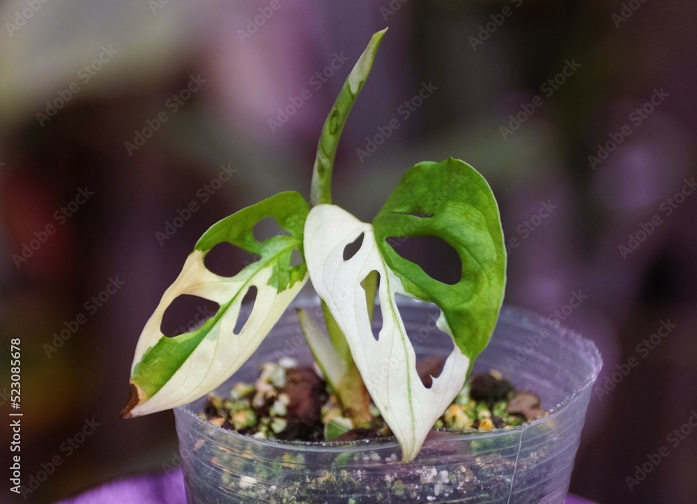 A white green leaf of variegated Monstera Adansonii, a rare houseplant ...