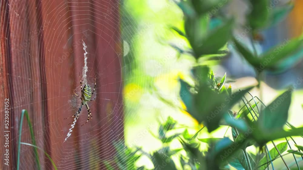 Argiope Bruennichi Wasp Spider Female Wrapping in Silk Fly Insect ...