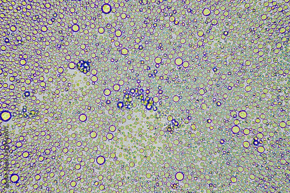 Breast milk under the microscope, woman lactating milk Feeding a baby ...