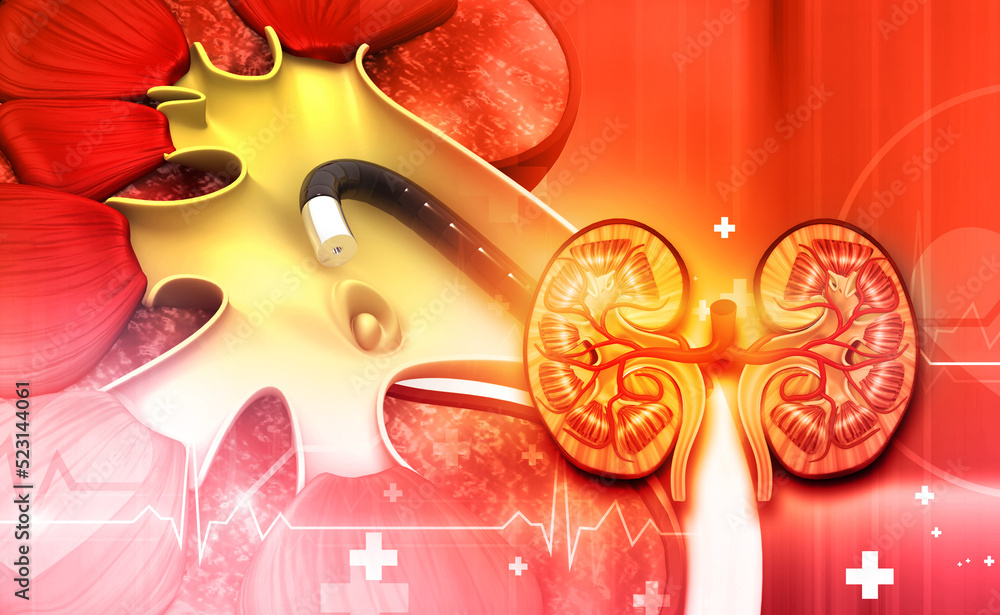Human kidney anatomy on medical background. 3d illustration.. Stock ...