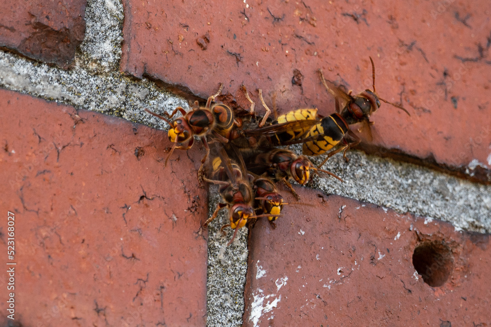 Photo & Art Print Busy activity at the entrance of a hornet nest in a ...