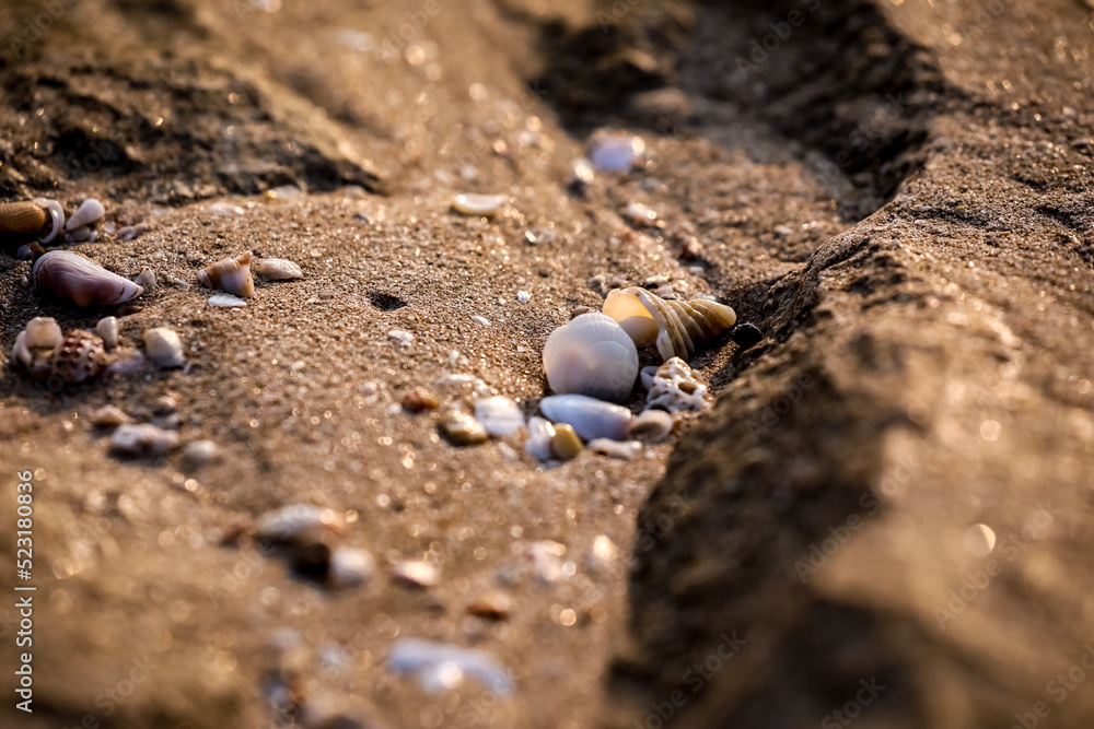 shell on the beach, Seashells, beach background, sand background, sand ...