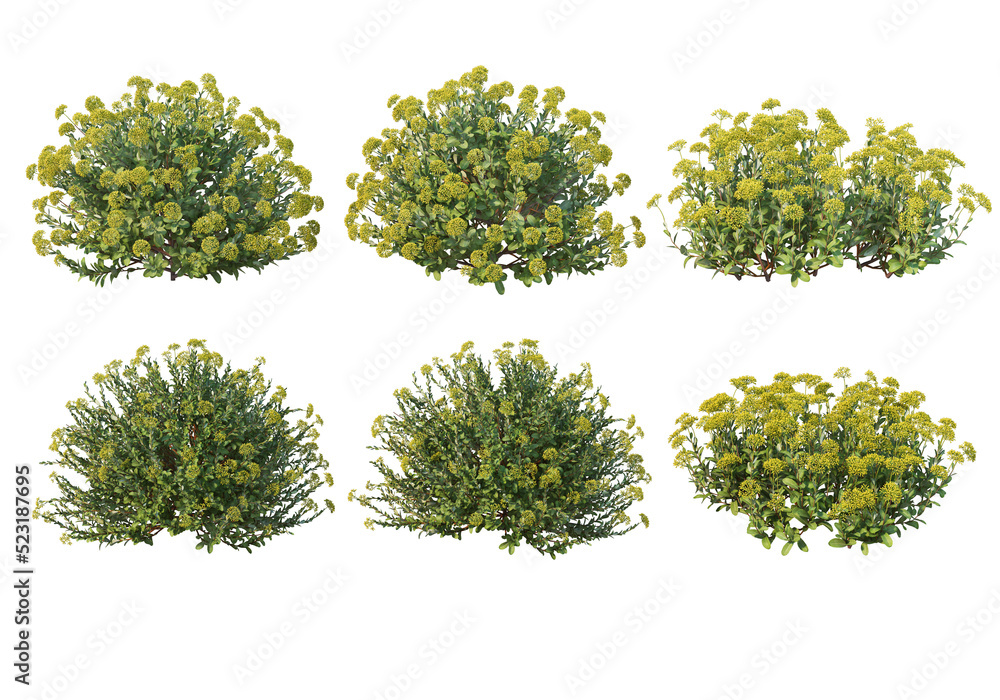 Shrubs and flower on a transparent background Stock Illustration ...