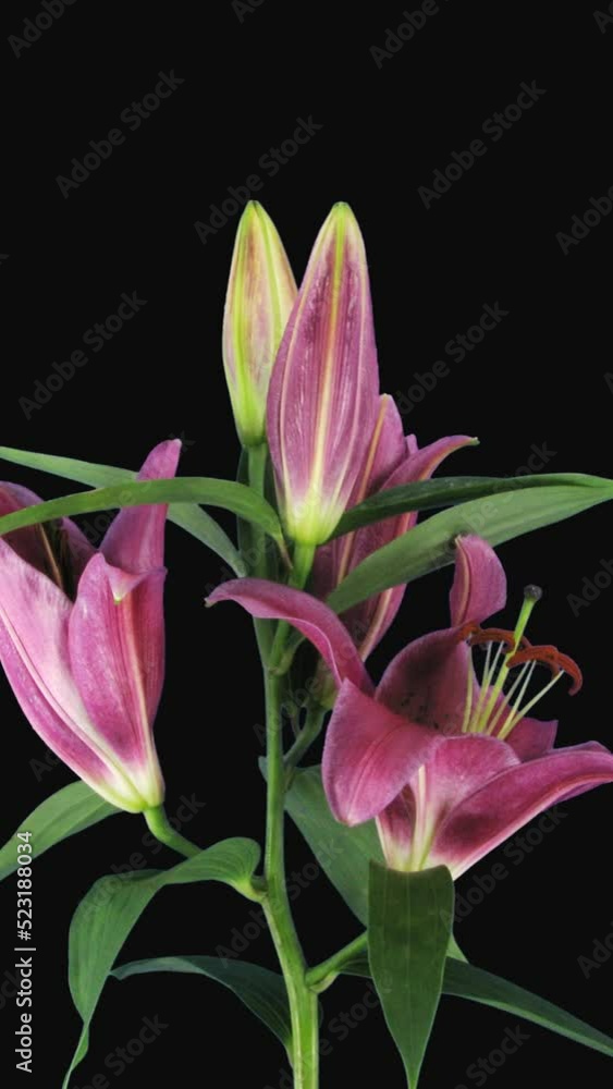 Vidéo Stock Time lapse of growing, opening and rotating red Stargazer ...