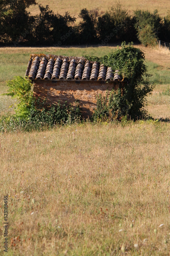 cabane, cadole, vigne, isolé, seul, abri, végétation, banc, parc ...