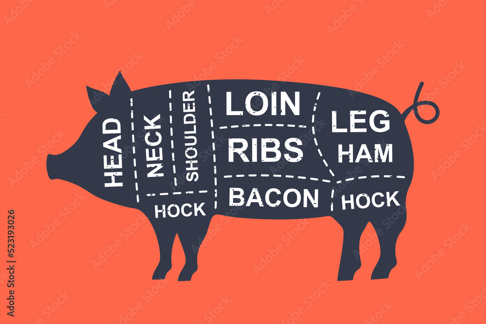 Pig diagram cuts. Butcher scheme poster. Cuts of pork meat. Meat ...