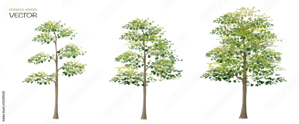 Vector watercolor of tree side view isolated on white background for ...