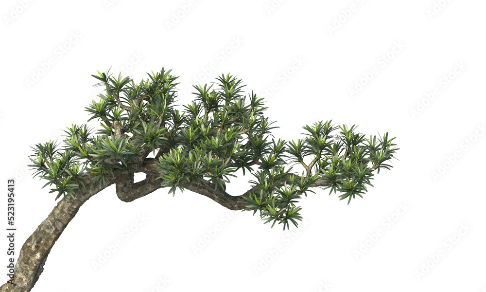 Japanese yew trees and branches isolated on white background Stock ...