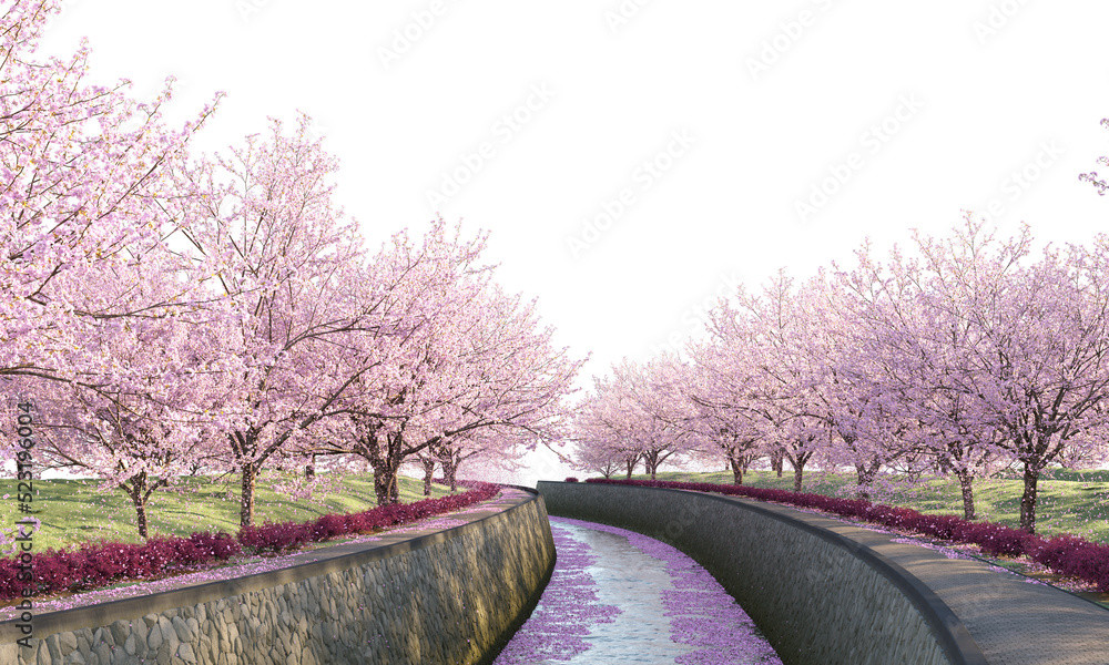 Sakura trees along a river clipping path cherry blossom trees on the river isolated on white ...