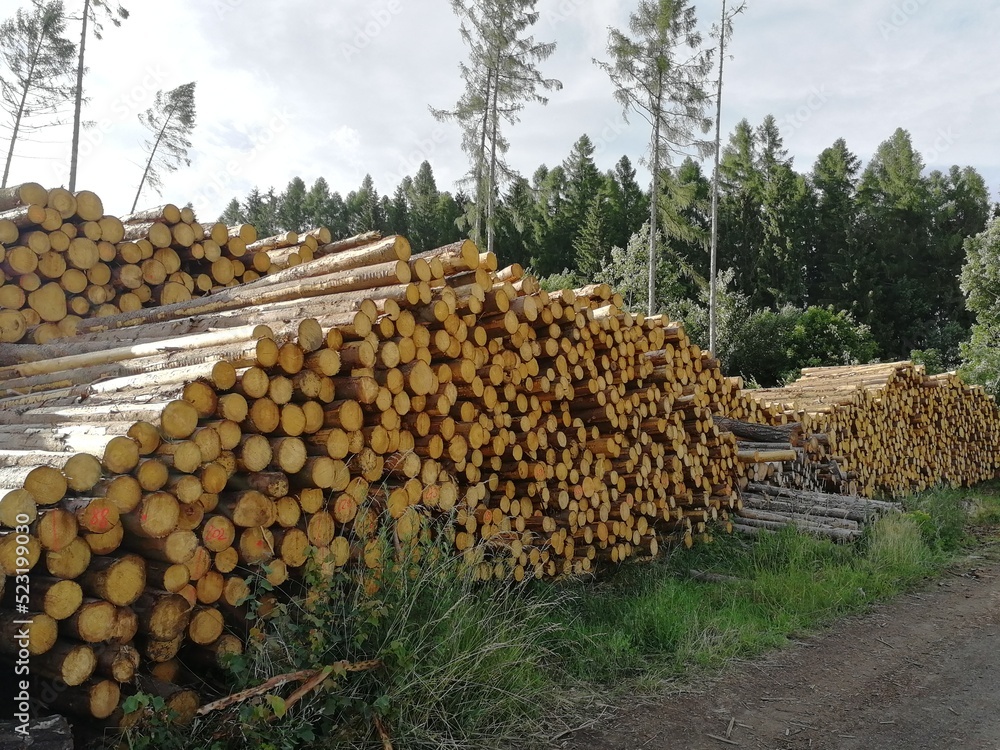 wood industry cut wood.Piles of logs. The consequences of bark beetle ...