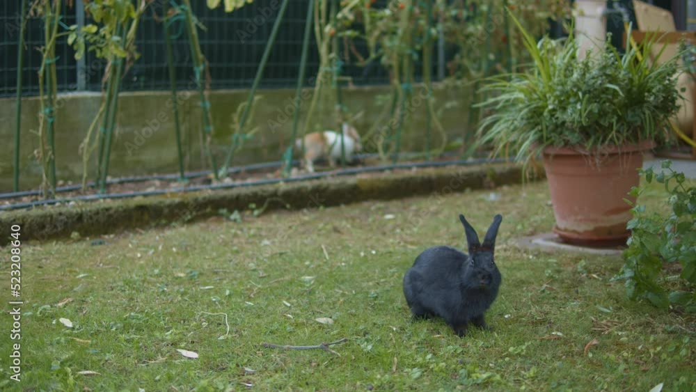 Vidéo Stock A little black rabbit goes to play with his friend. Two ...