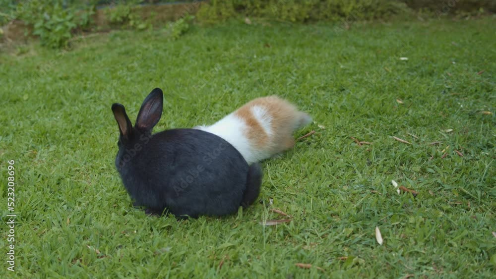 Two little rabbits are hopping on a garden. A black and a white rabbit ...
