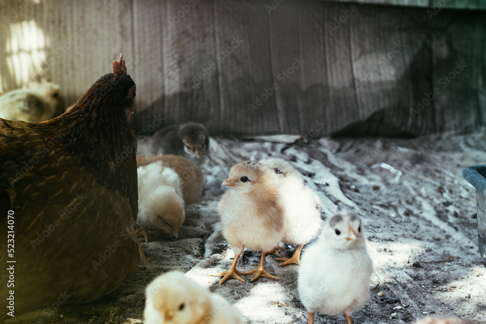 Closeup of a mother chicken with its baby chicks on the farm. Hen with ...