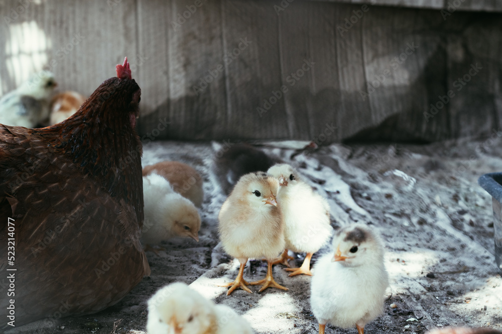 Closeup of a mother chicken with its baby chicks on the farm. Hen with ...