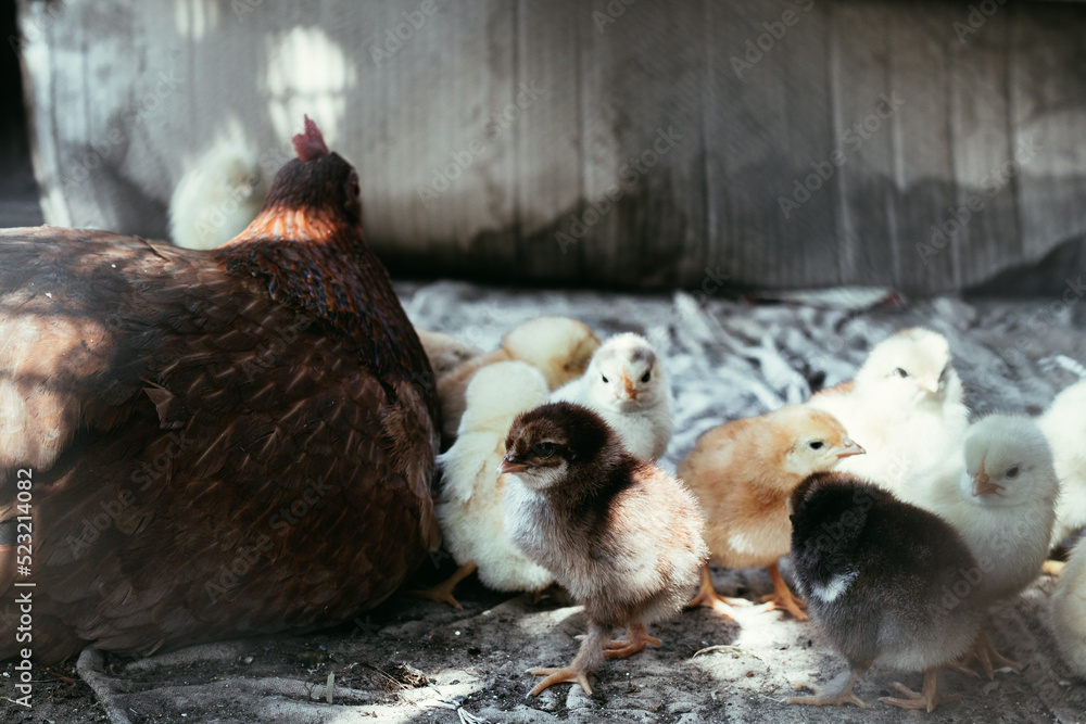 Closeup of a mother chicken with its baby chicks on the farm. Hen with ...
