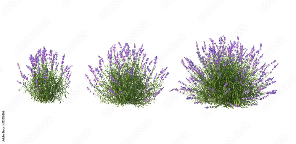 Shrubs and flower on a transparent background Stock Illustration ...