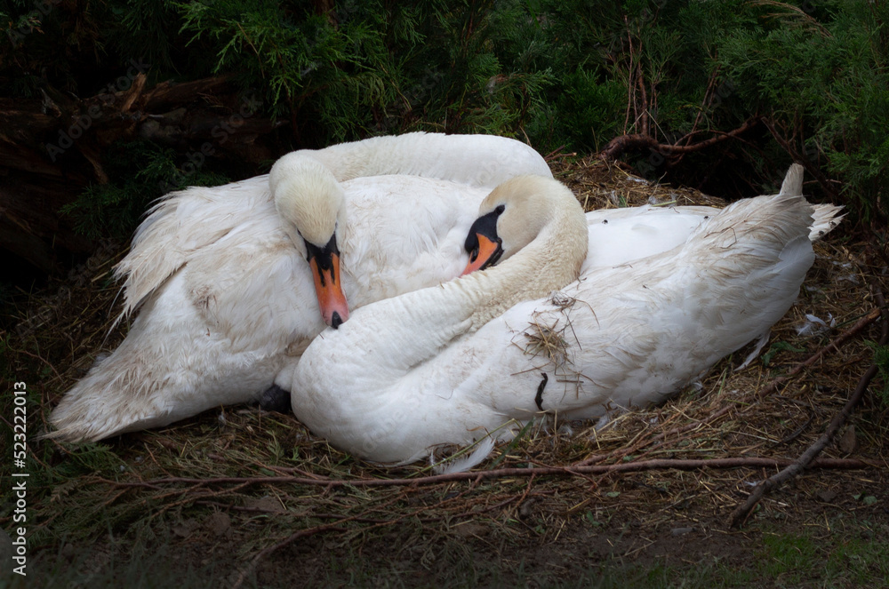 Two white swans sleep together in a warm nest. Beautiful couple of ...