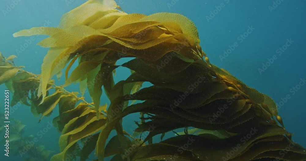 Giant kelp reaching for sunlight in nutrient rich water. Stock Video ...