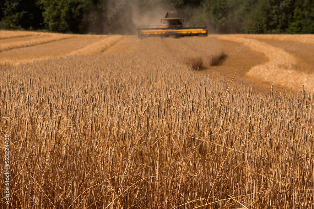 Guiting Power, Cheltenham, England, UK. 2002. Close up of rye growing ...