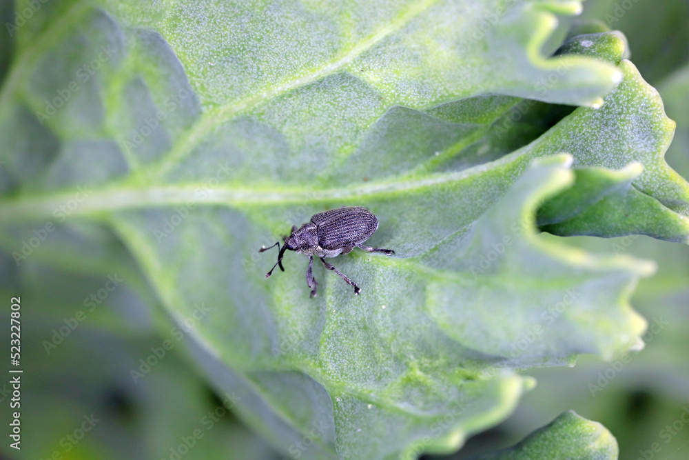 Ceutorhynchus napi weevil of beetle from family Curculionidae. This is ...