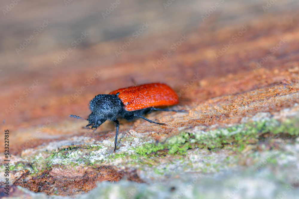 Capuchin beetle, Auger beetle, False powderpost beetle, Horned ...