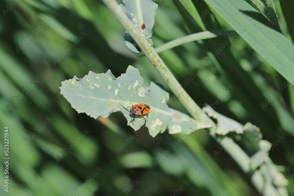 Red bug (Eurydema ornata) on the rapeseed plant. Visible feeding damage ...