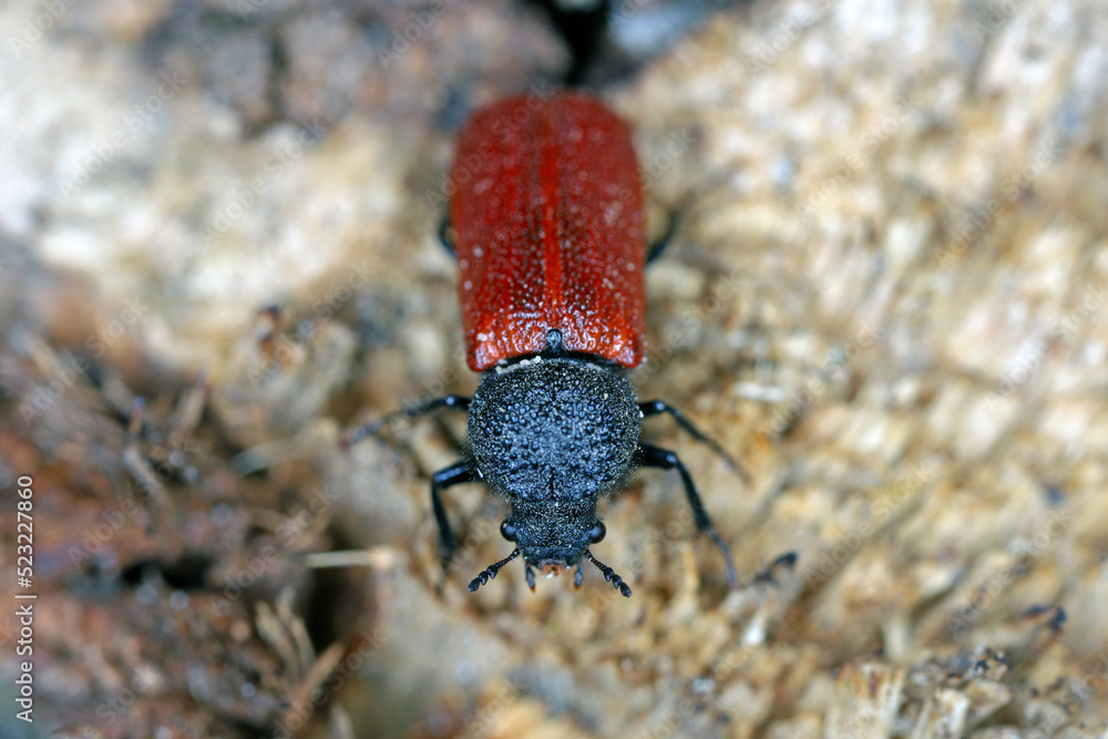 Capuchin beetle, Auger beetle, False powderpost beetle, Horned powderpost beetle (Bostrichus ...