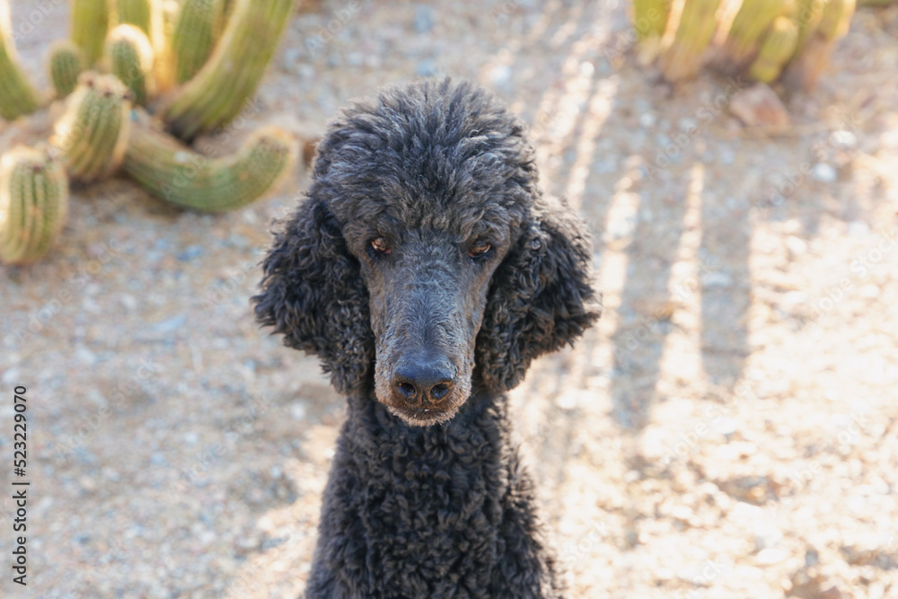 Serious up close view of the graying black standard poodle dog sitting ...