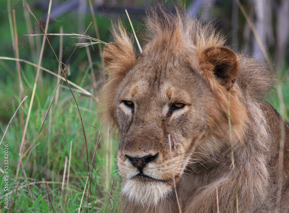 lion picture; Lion with a GPS collar; big male lion in the wild; lion ...