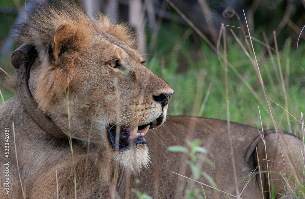 lion picture; Lion with a GPS collar; big male lion in the wild; lion ...