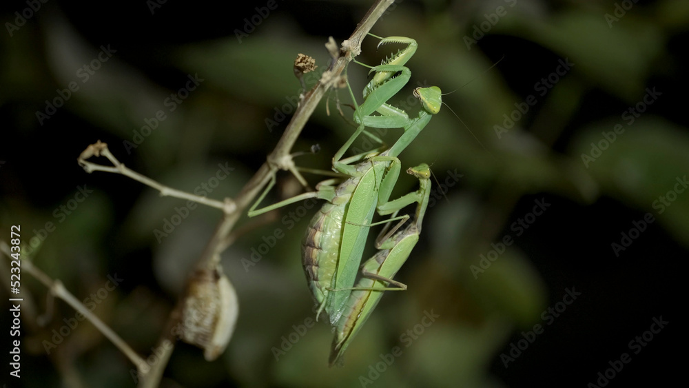 Mating of Praying mantises. Close up of male and female mantis insect Stock Photo | Adobe Stock