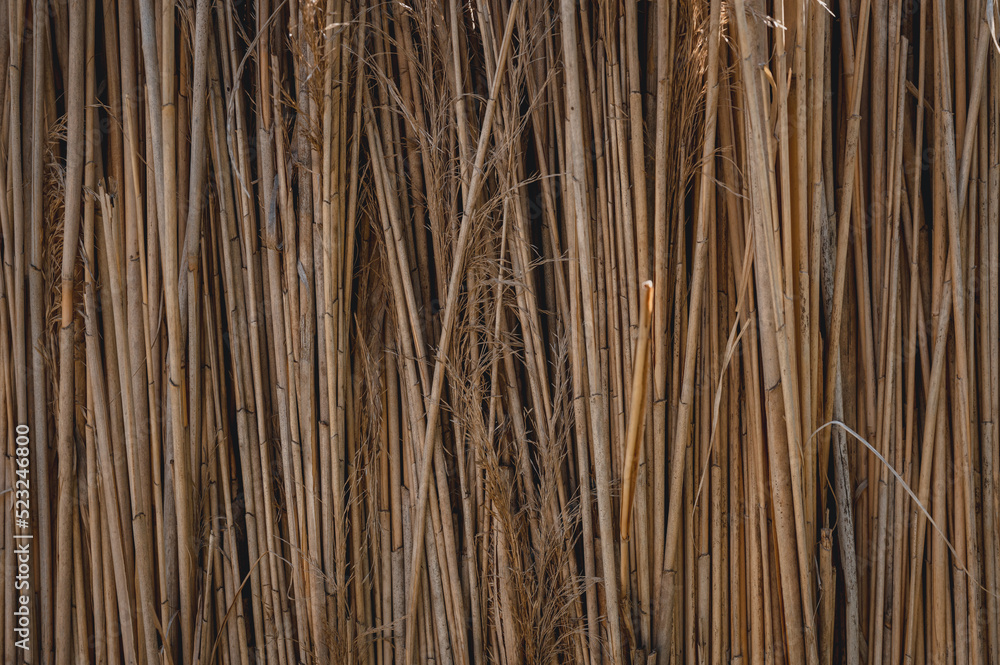 abstract dry reed texture Stock Photo | Adobe Stock