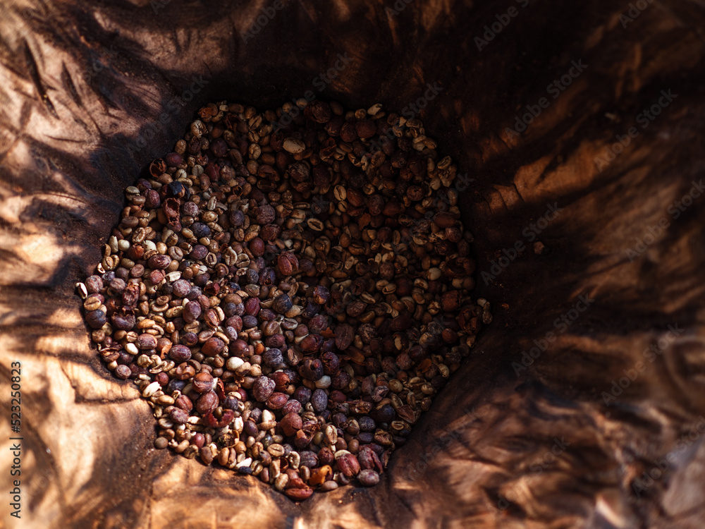 Coffee beans, unpeeled and unroasted coffee beans after harvesting on a ...