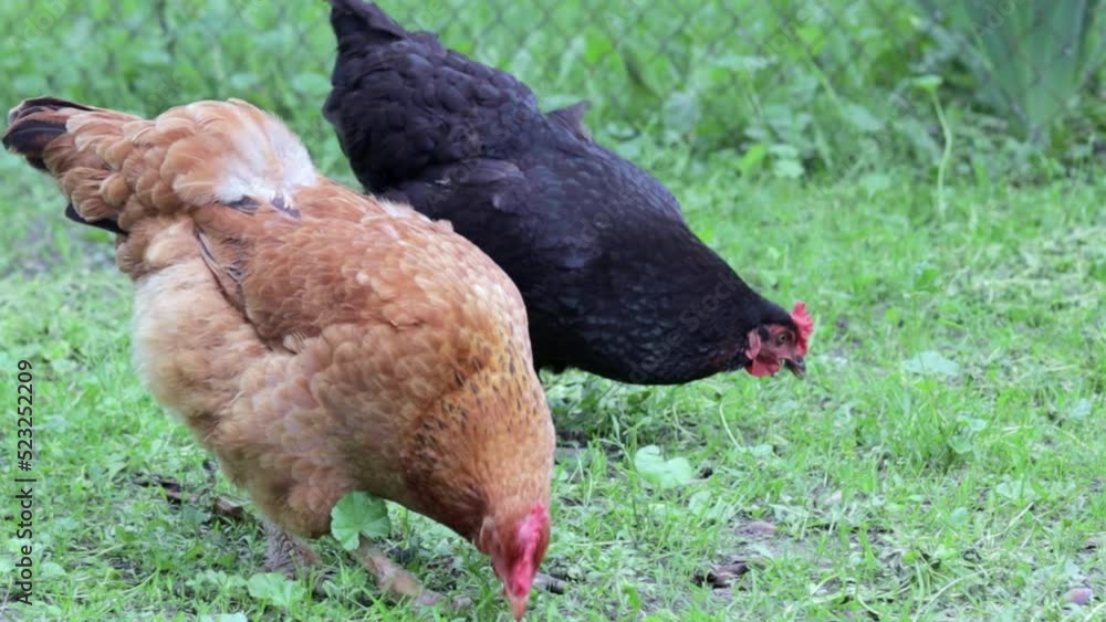 Vidéo Stock Black and red hens are looking for food in the yard ...