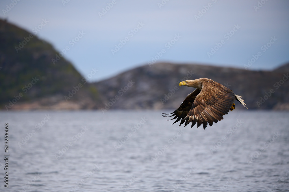 White-tailed sea eaglein flight, scientific name: Haliaeetus albicilla ...