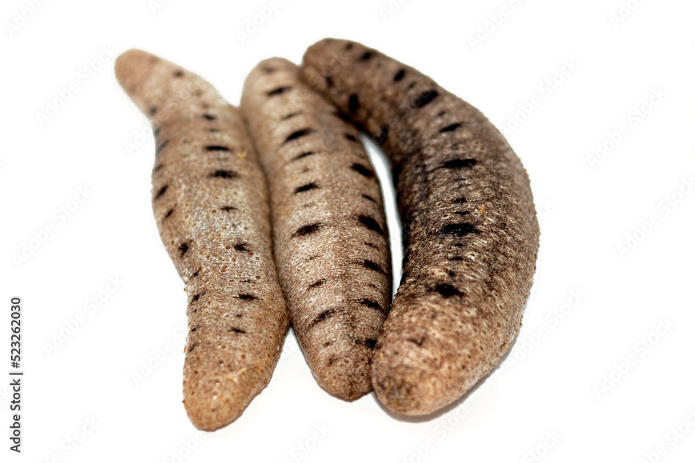 Sea cucumbers isolated on white background, echinoderms from the class ...
