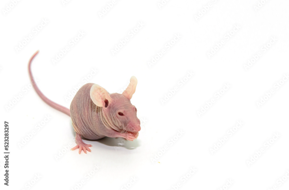Immunodeficient nude mouse for studying oncology on the white ...