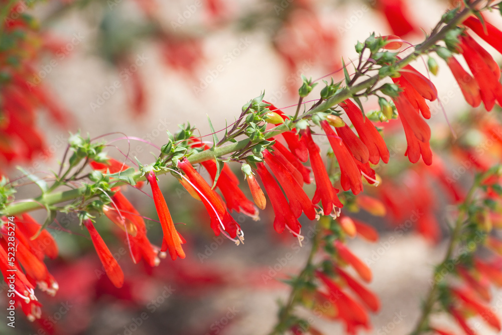 Firecracker red penstemon flowers bloom adding hot colors to the desert botanical garden Stock ...