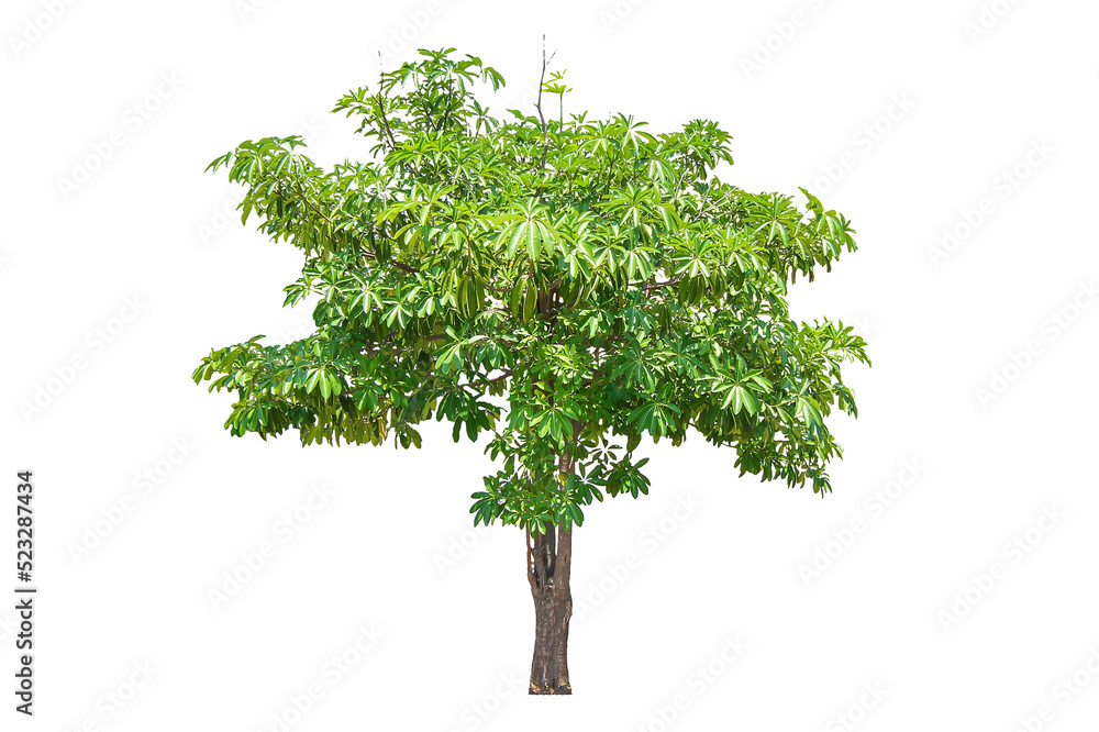 Tree on transparent background, real tree green leaf isolate die cut ...