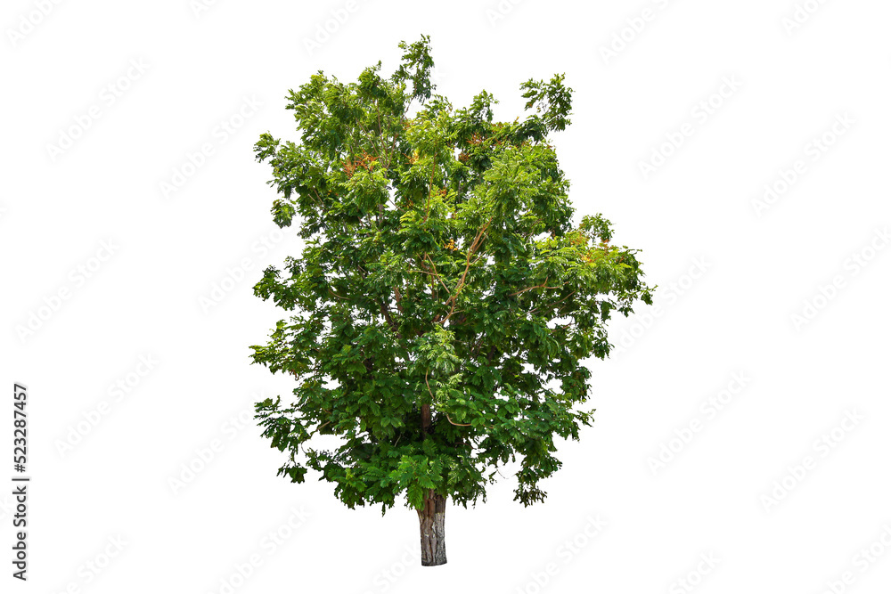 Tree on transparent background, real tree green leaf isolate die cut ...