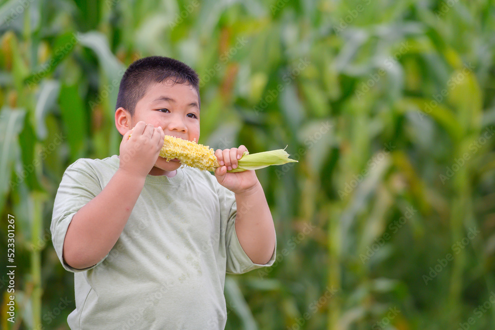 fat boy Enjoy delicious fresh corn in the corn plantation. Fat boy ...