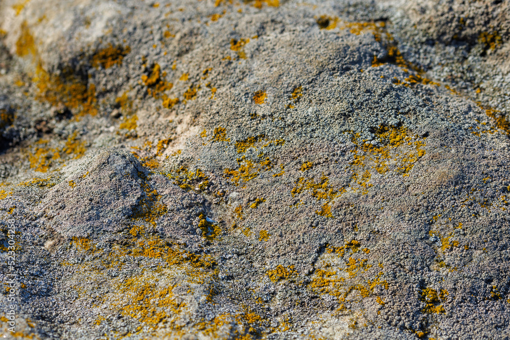 Lichen on quartzite sandstone surface. A pioneer lichen in Bare Rock ...
