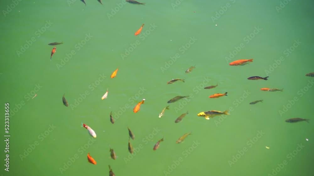 Goldfish swim in the pond, slow motion video. The koi group, or jinli ...
