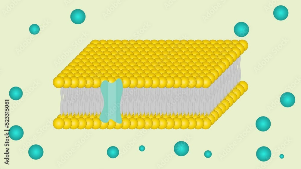 Animation of passive transport and active transport across a cell ...