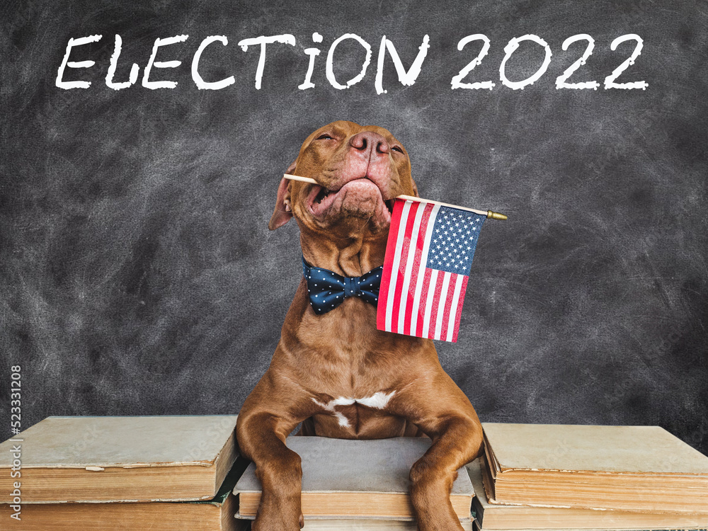 United States Elections. Lovable, pretty dog holding an American Flag ...