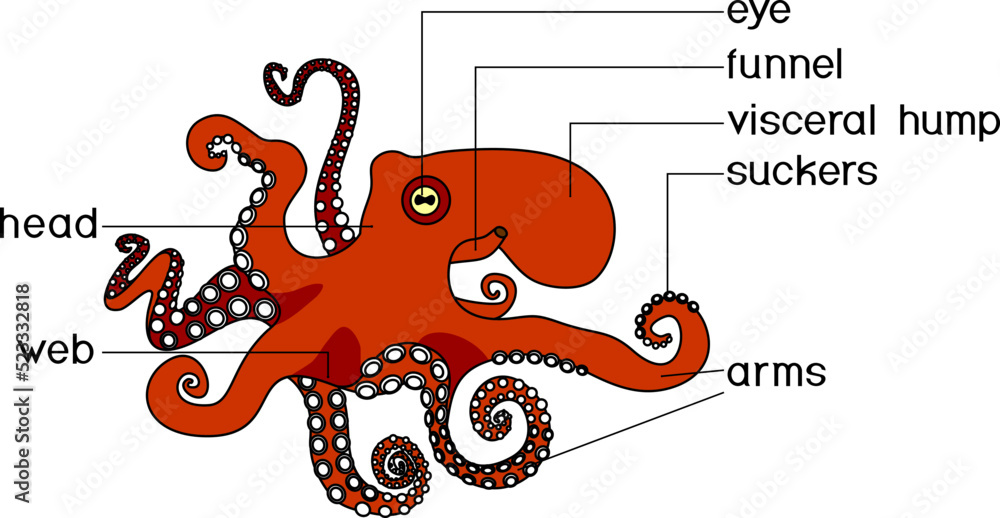 External anatomy of cephalopod mollusc. Structure of octopus for ...