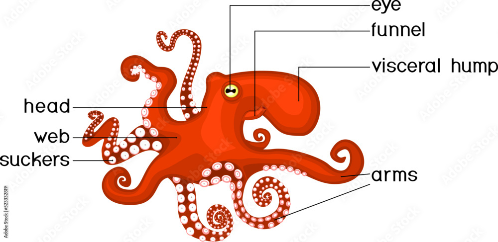 External anatomy of cephalopod mollusc. Structure of octopus for ...